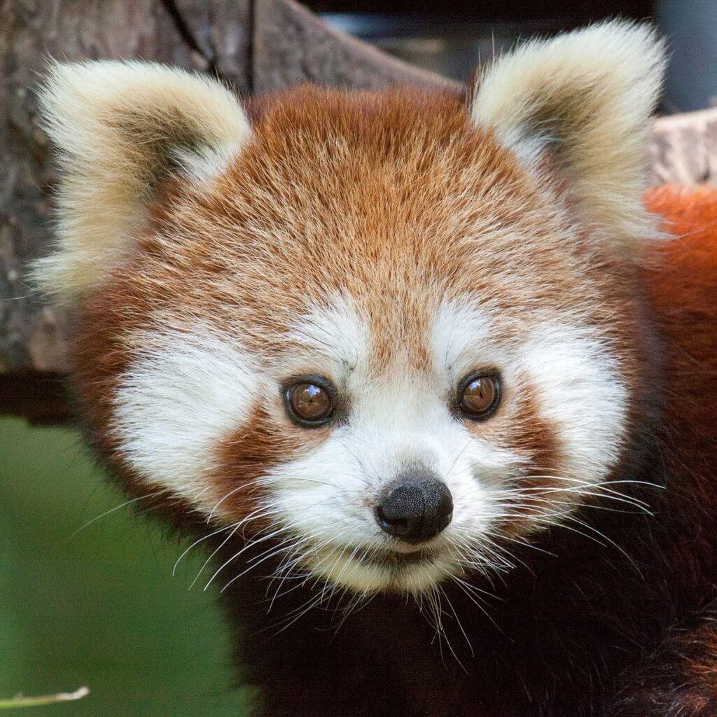 Vstopnice - ZOO Trgovina